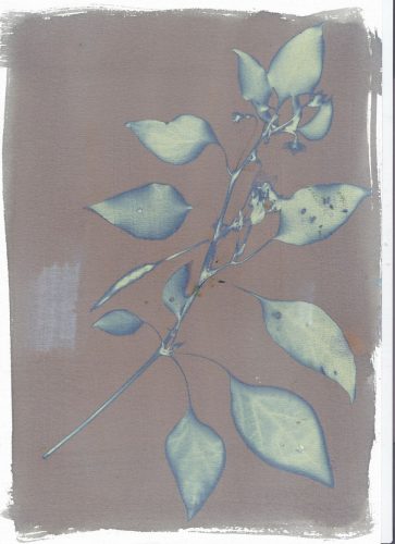 Cyanotype Art - Unveiling the Timeless Beauty of Blue Prints