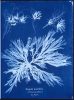 Cyanotype Art - Unveiling the Timeless Beauty of Blue Prints