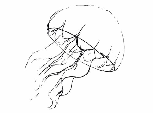 How to Draw a Jellyfish - A Mystical Aquatic Drawing Tutorial