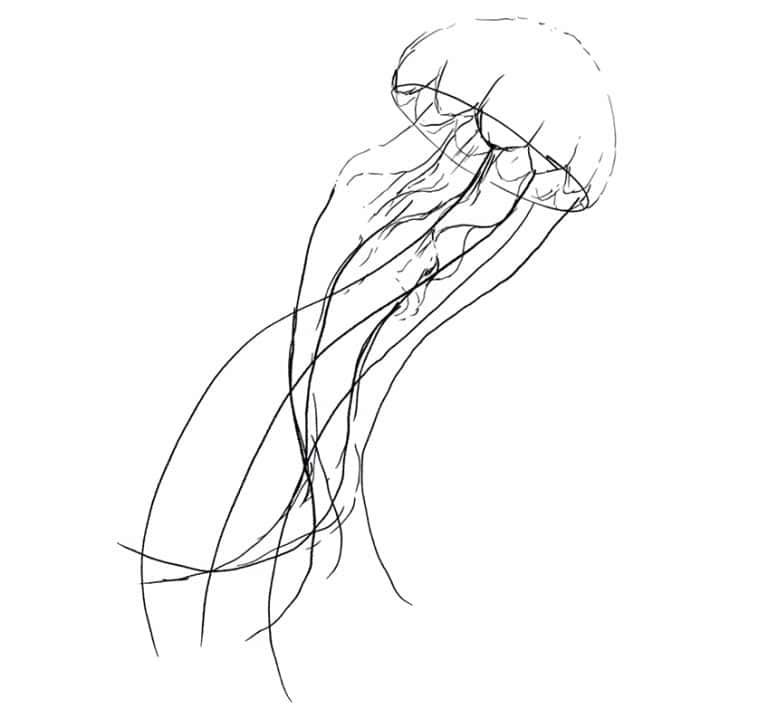 How to Draw a Jellyfish - A Mystical Aquatic Drawing Tutorial