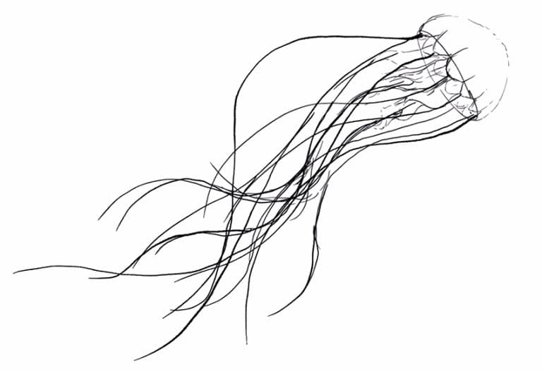 How to Draw a Jellyfish - A Mystical Aquatic Drawing Tutorial
