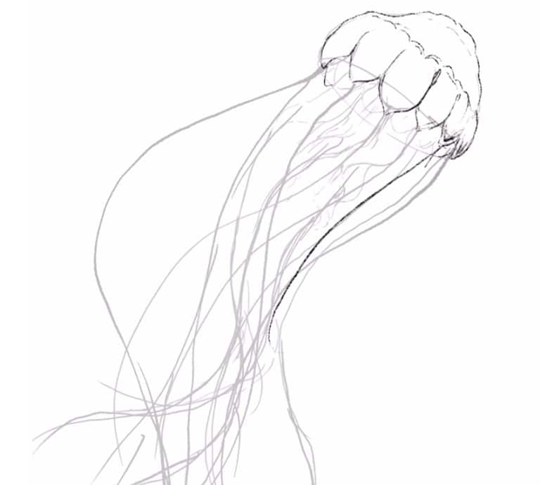 How to Draw a Jellyfish - A Mystical Aquatic Drawing Tutorial