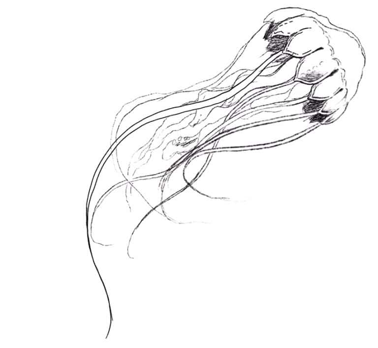 How to Draw a Jellyfish - A Mystical Aquatic Drawing Tutorial