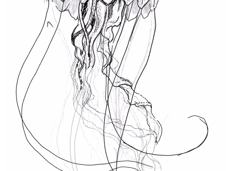 How to Draw a Jellyfish - A Mystical Aquatic Drawing Tutorial