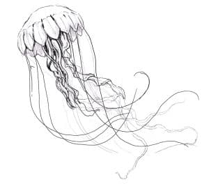 How to Draw a Jellyfish - A Mystical Aquatic Drawing Tutorial