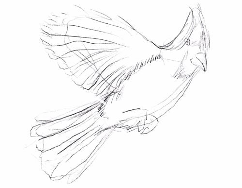 How to Draw a Cardinal - A Realistic Tutorial for Beginners