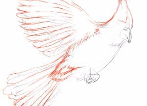 How to Draw a Cardinal - A Realistic Tutorial for Beginners