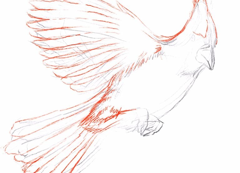 How to Draw a Cardinal - A Realistic Tutorial for Beginners