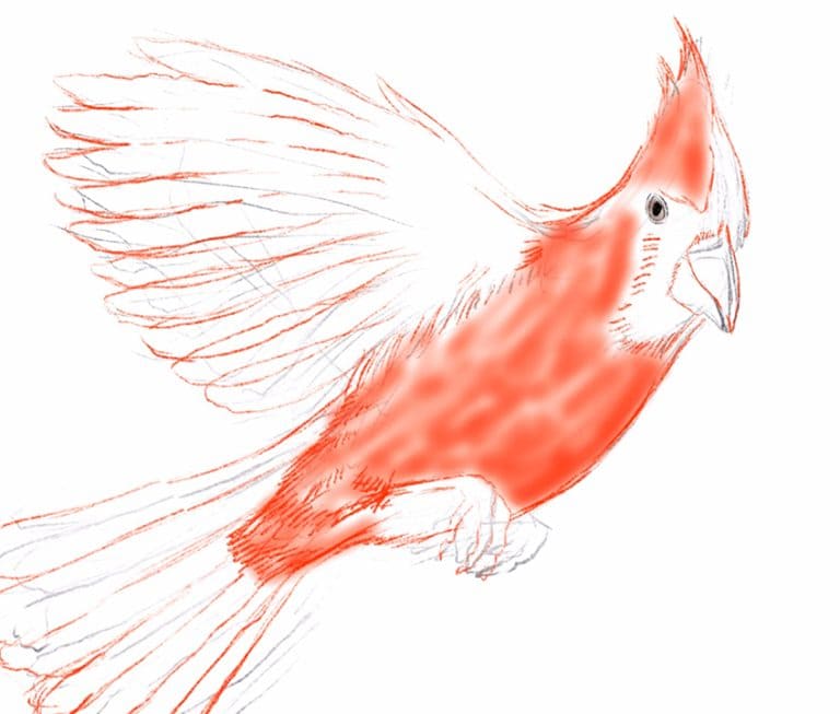 How to Draw a Cardinal - A Realistic Tutorial for Beginners