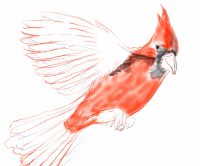 How to Draw a Cardinal - A Realistic Tutorial for Beginners