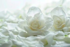 Whitest White - A Journey into the Mystique of Pure Color