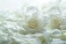 Whitest White - A Journey into the Mystique of Pure Color