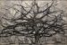 "Gray Tree" by Piet Mondrian - An Abstract Cubist Artwork Analysis