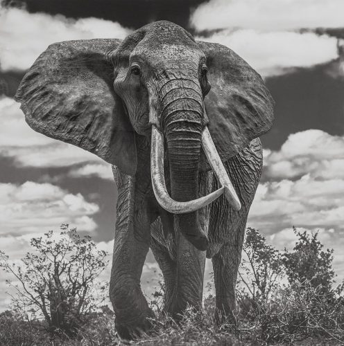 David Yarrow - Capturing the Wild in Striking Detail