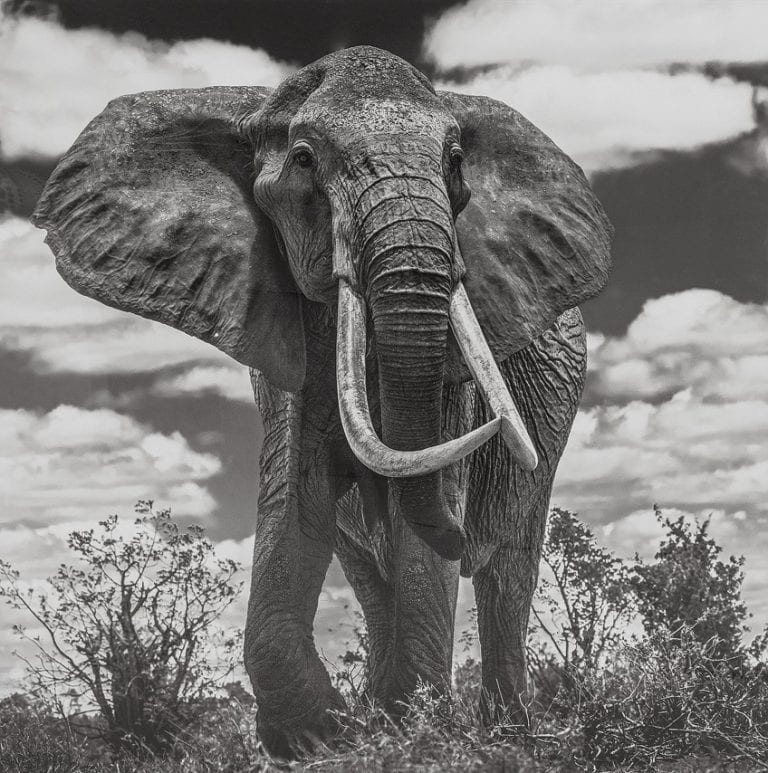 David Yarrow - Capturing the Wild in Striking Detail